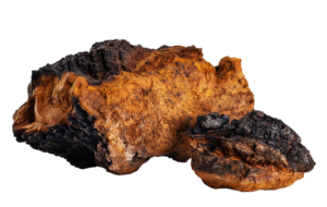 Mire jók a gyógygombák, melyik gyógygombát válasszam?